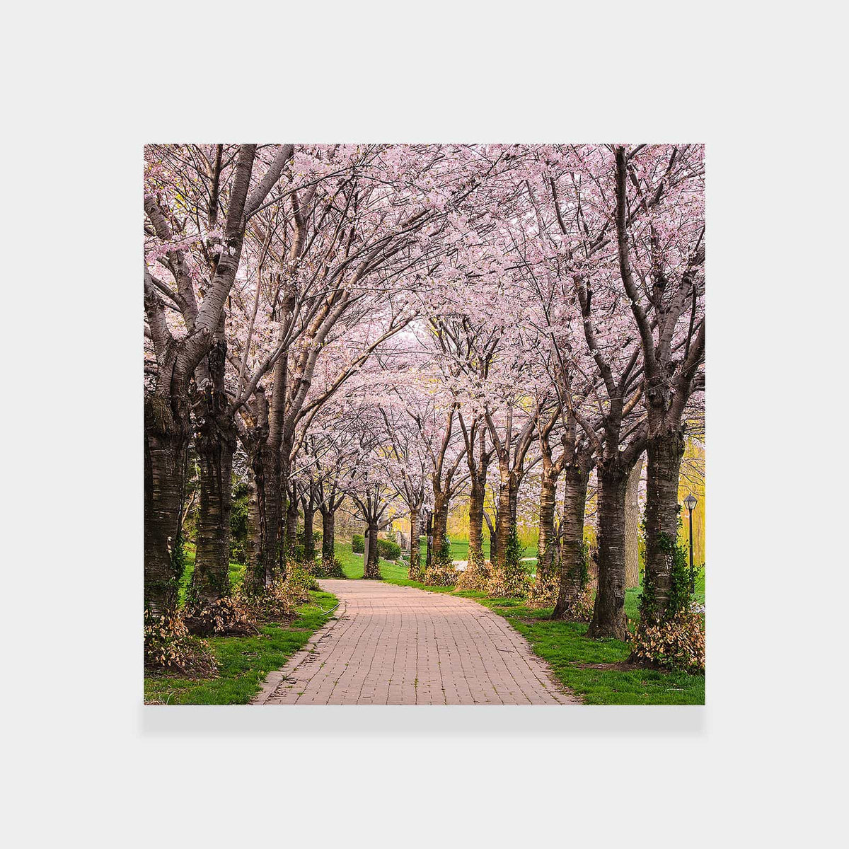 Cherry Blossom Trail – Printano Art