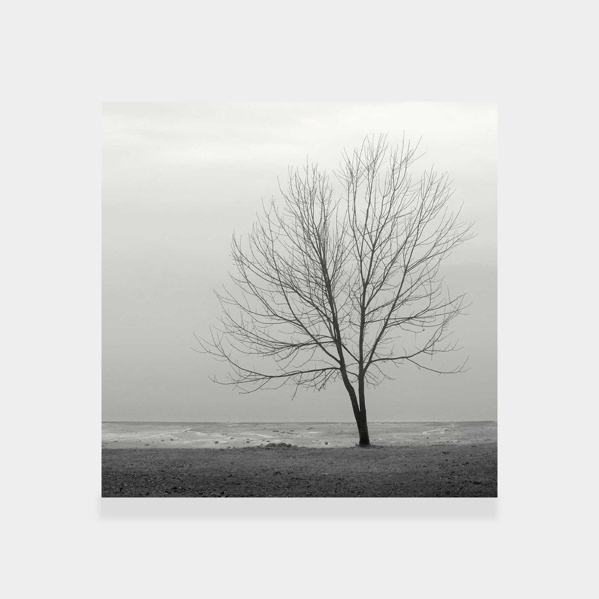 Lakeshore Tree – Printano Art