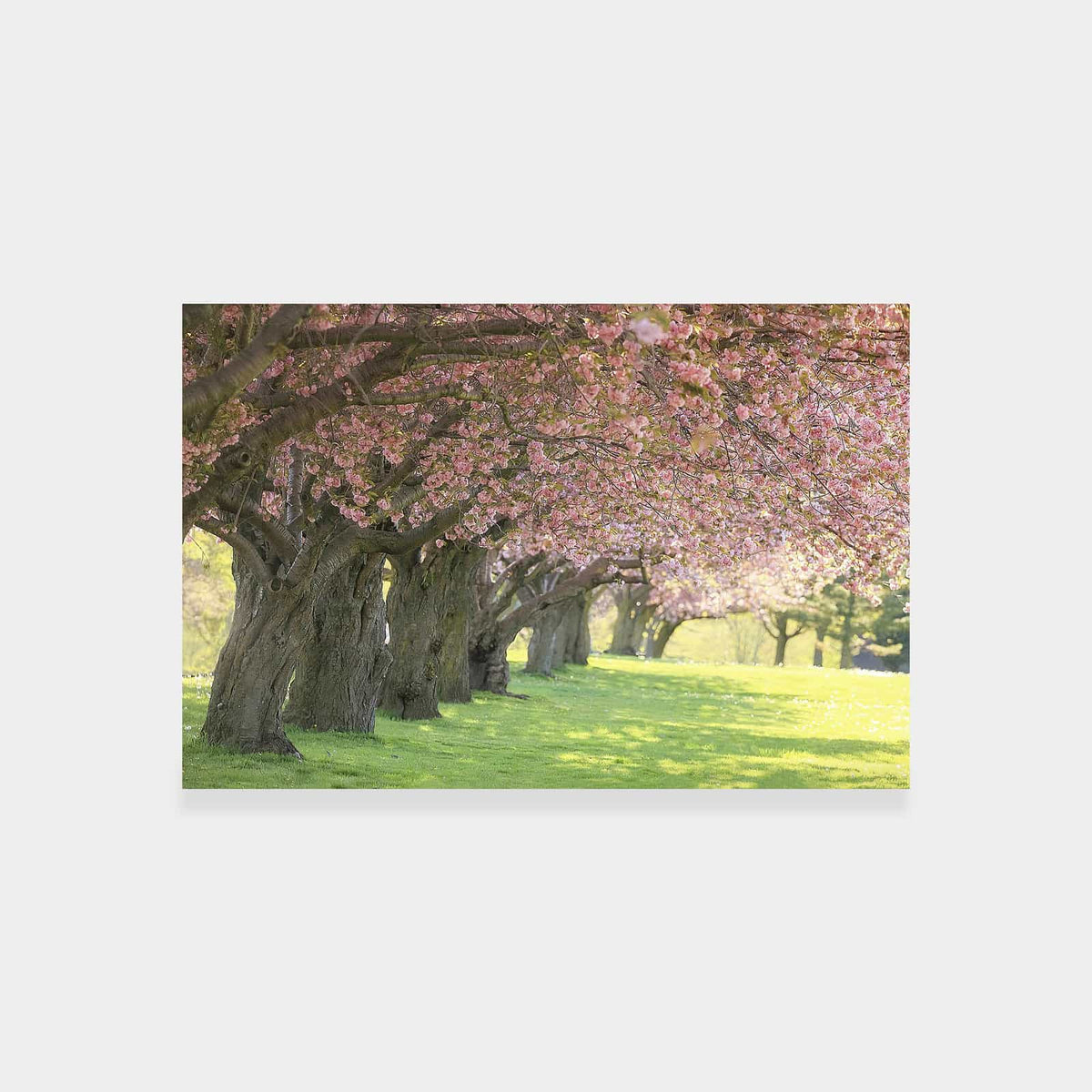 Cherry Tree Lane – Printano Art